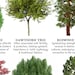 Tree Meaning Reference Chart/ Digital Download, At-a-glance Symbolism ...