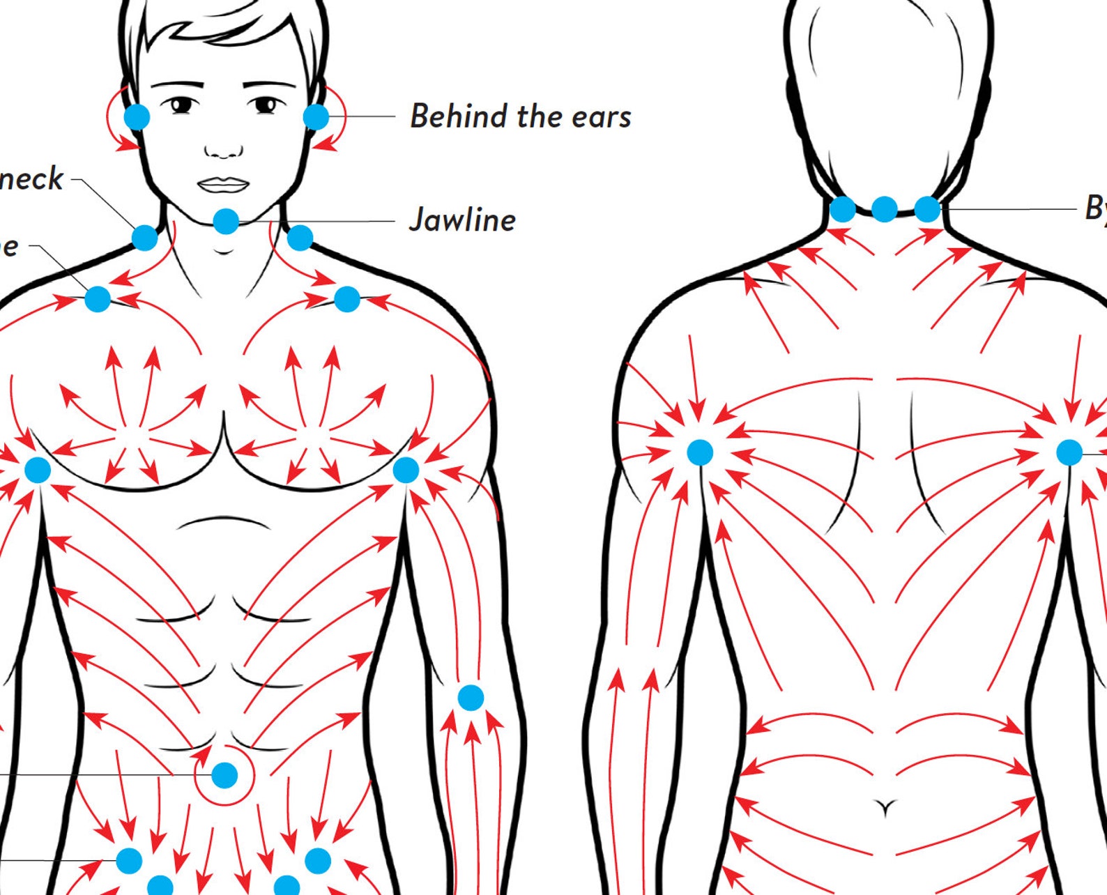 Dry Body Brushing Direction Guide MALE Version, PRINTABLE/ DOWNLOADABLE ...
