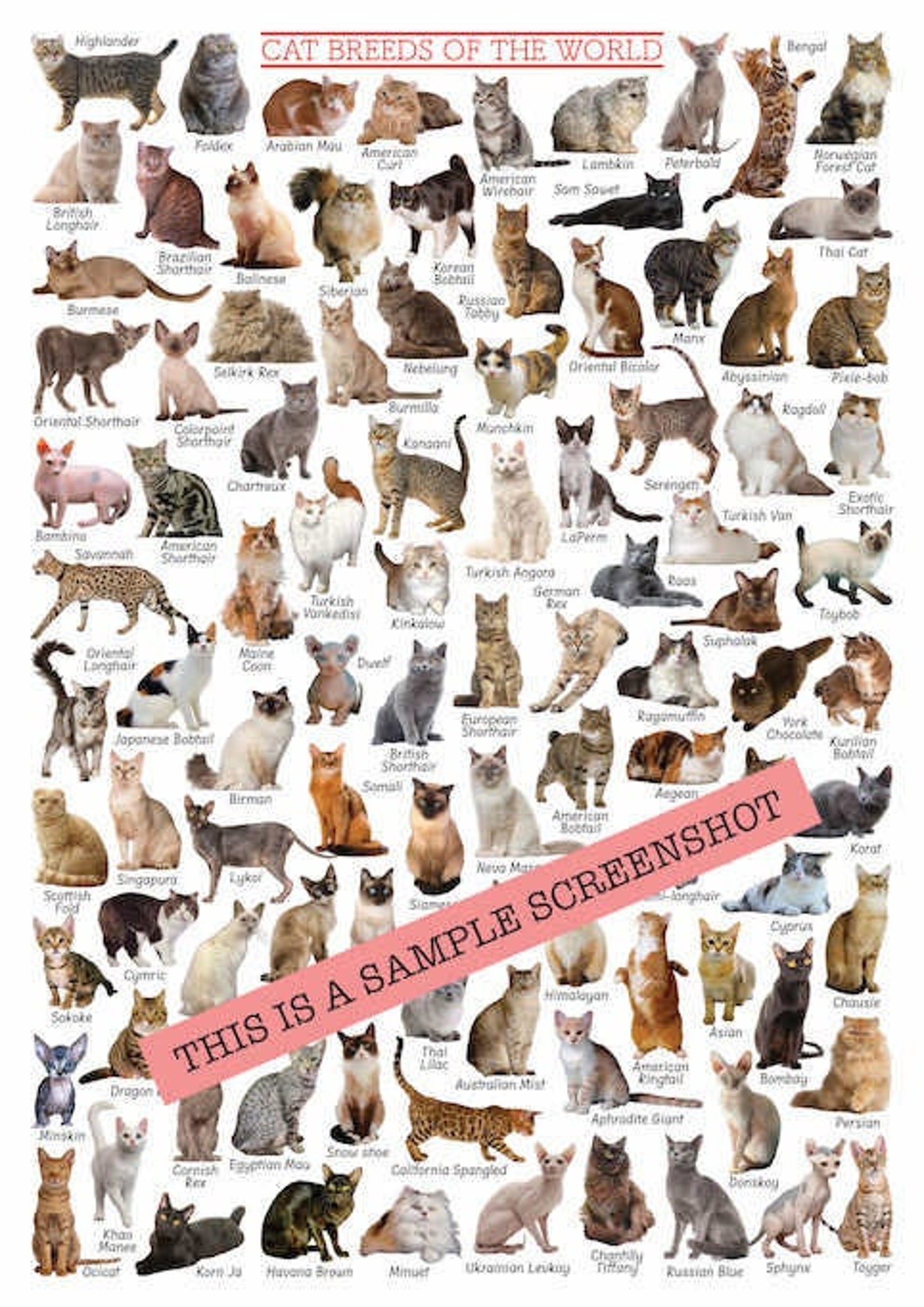 Cat Breeds Poster, Reference Chart, PRINTABLE DOWNLOAD PRINT, Cute 'at ...