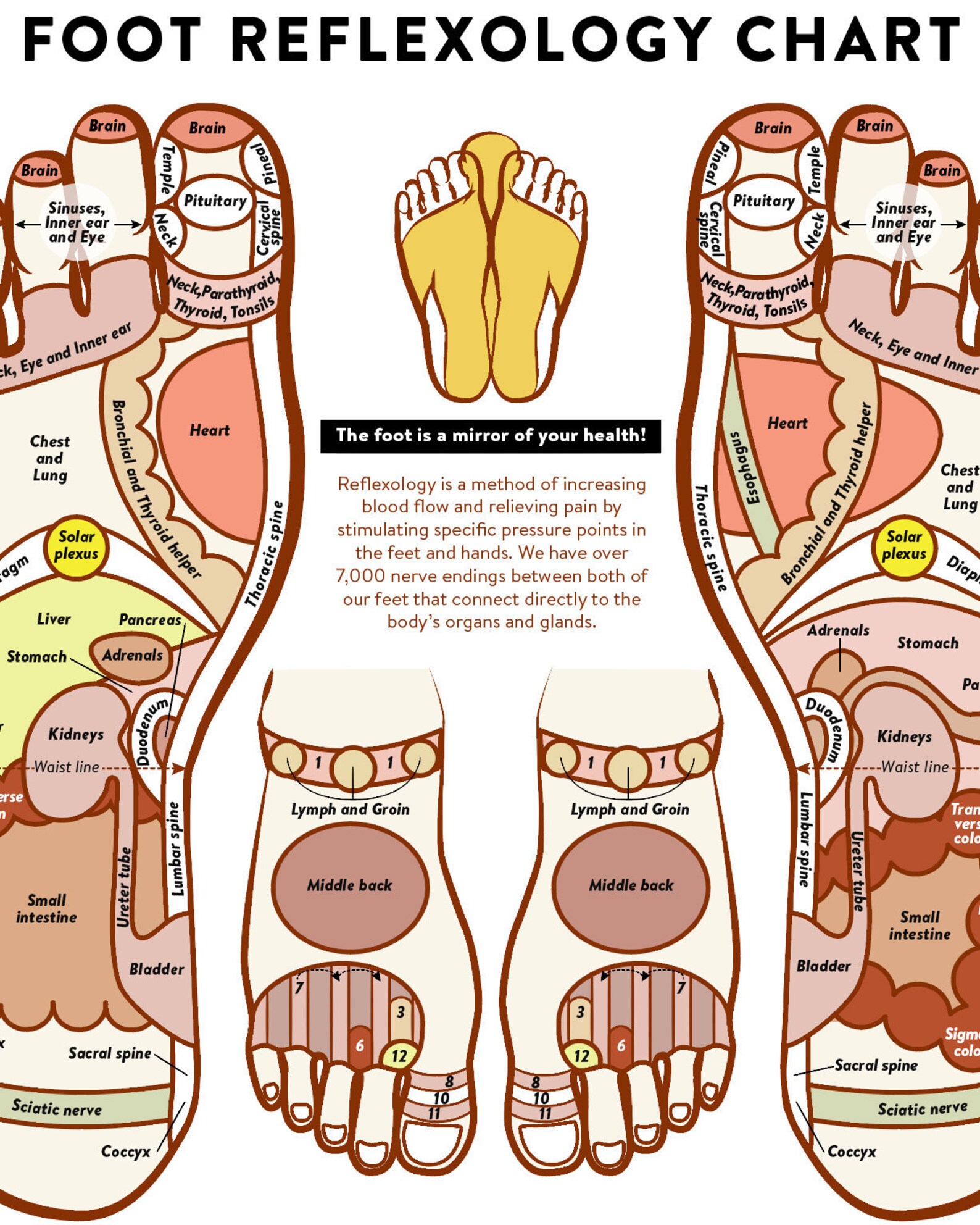 Foot acupressure and reflexology chart PRINTABLE/ INSTANT | Etsy