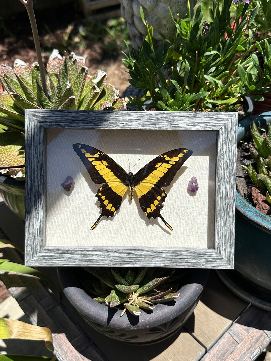 Handmade Real Pinned Butterfly / Crystal Butterfly - Amethyst - King ...