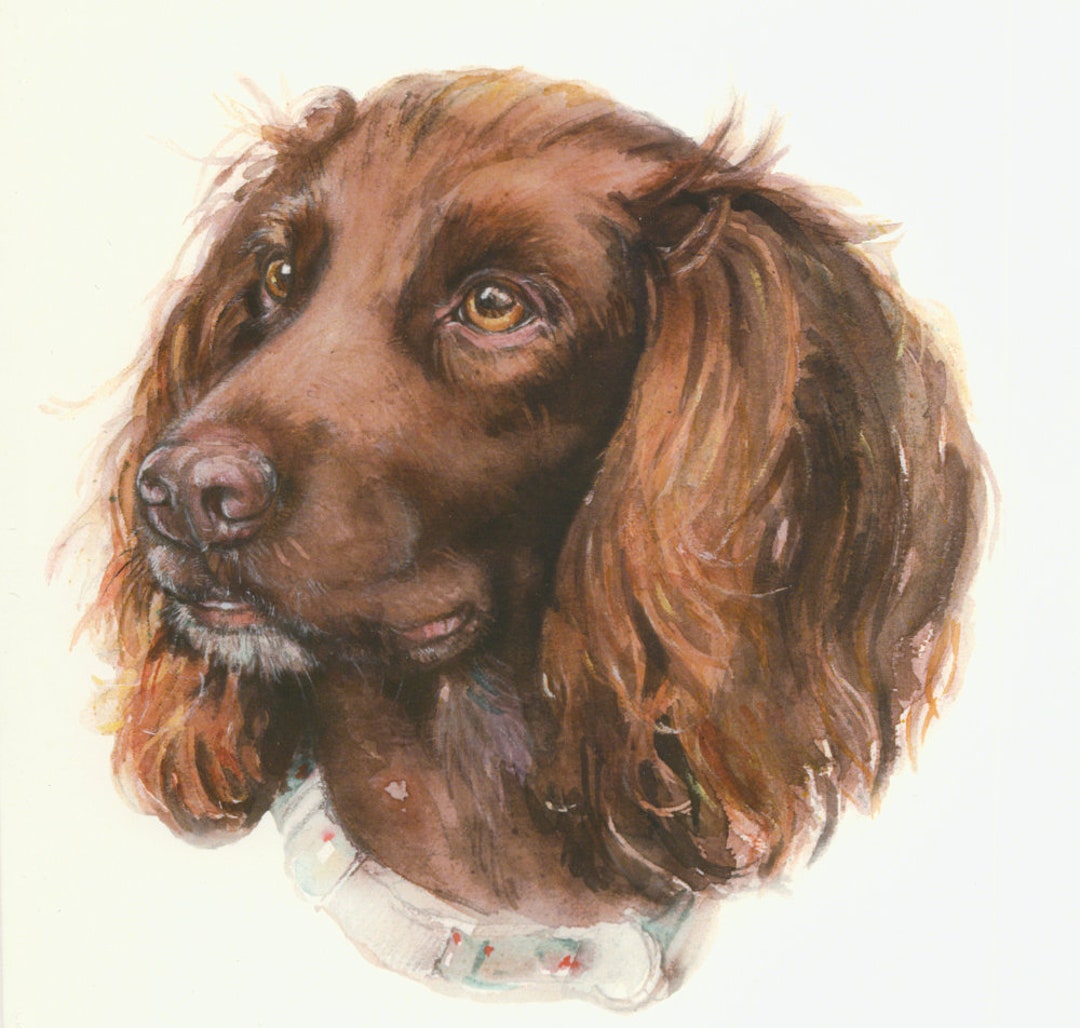 SPROCKER SPANIEL Blank Greetings Card - Original Artwork - Design - Etsy
