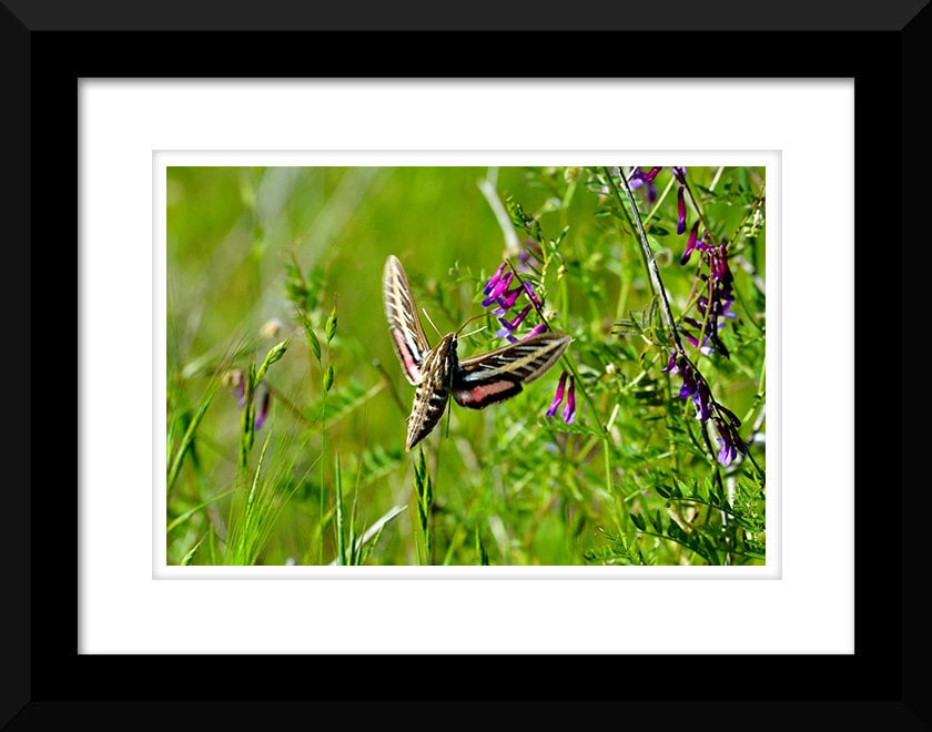 Hummingbird Moth Photograph, Nature Photograph, Butterfly, Garden ...