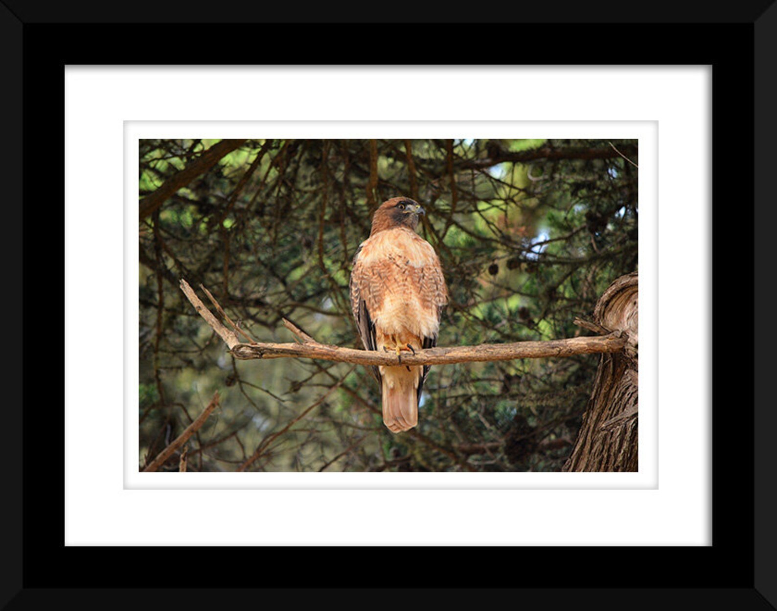 Hawk Wall Art Instant Download, Hawk Wall Decor, Nature Art, Wildlife ...