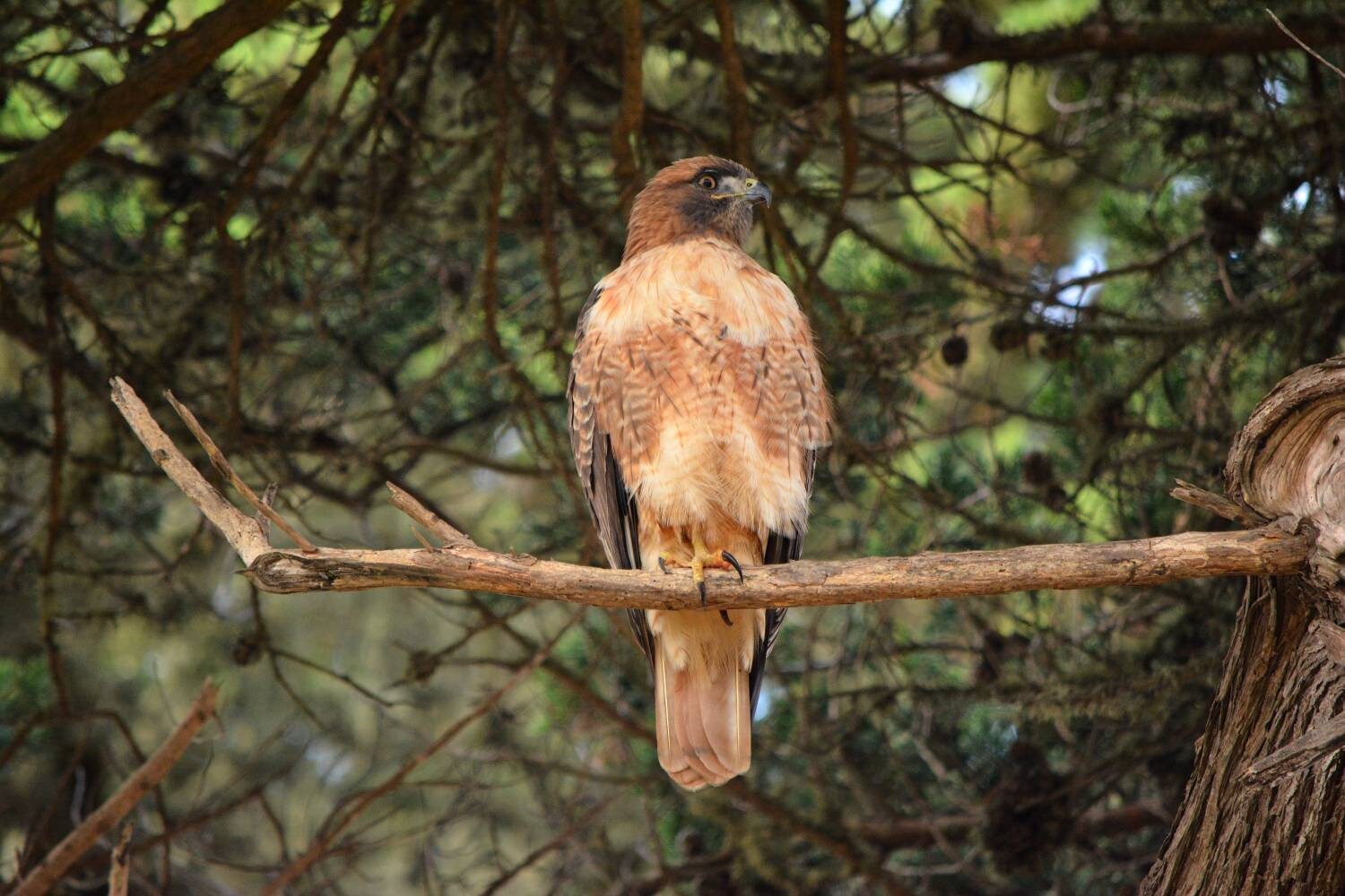 Hawk Wall Art Instant Download, Hawk Wall Decor, Nature Art, Wildlife ...