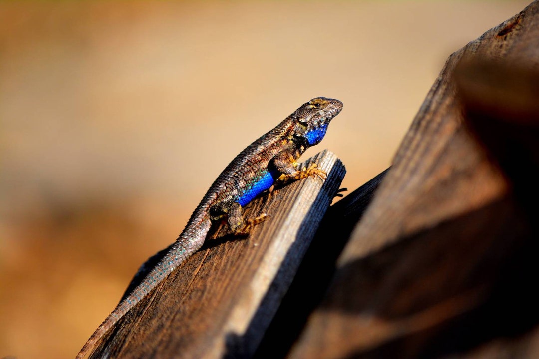 Instant Download, Blue Belly Lizard, Lizard Wall Art, Nature ...