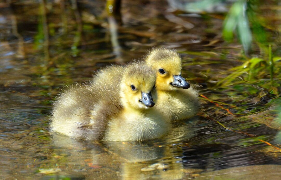 Baby Duck Printable Nursery Art, Animal Art Nursery Decor, Baby Animal ...