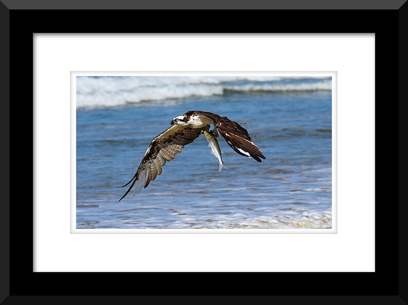 Flying Osprey Photo, California Wildlife Photo, Osprey in Flight With ...