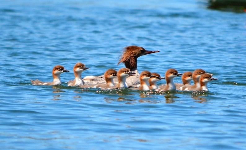 Merganser Duck Family, Instant Download Wall Art, Duck Printable ...