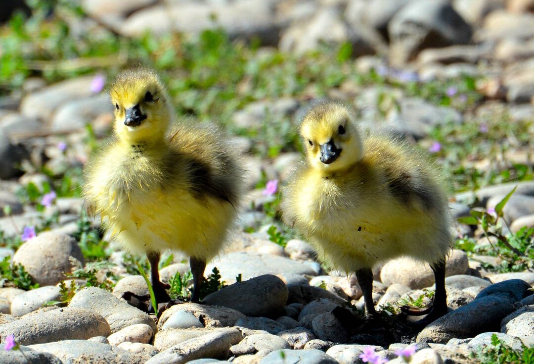 Digital Download Baby Duck Printable Nursery Art, Animal Art Nursery ...