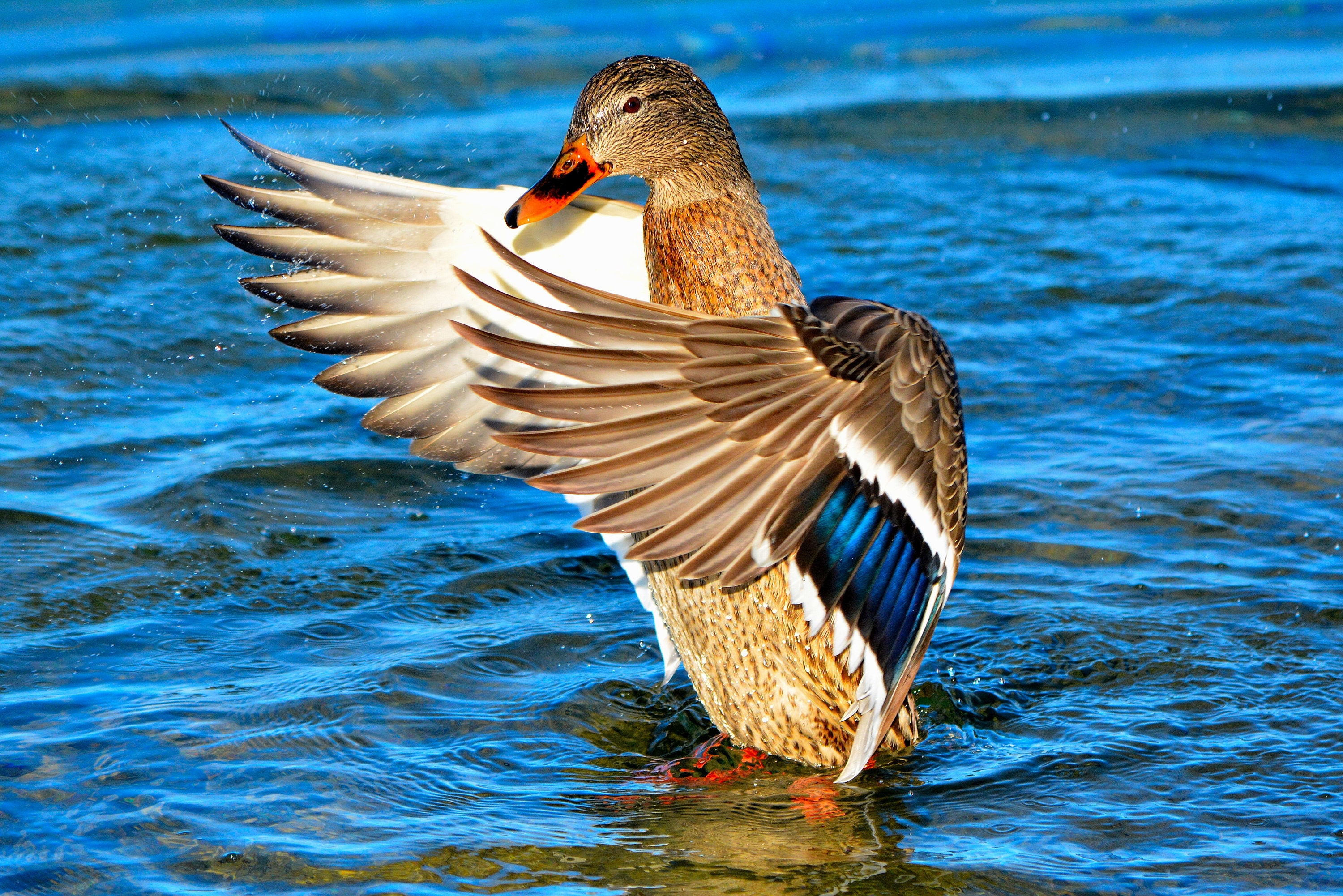 Duck Print Instant Download, Duckling Print, Duck Printable Art, Nature ...