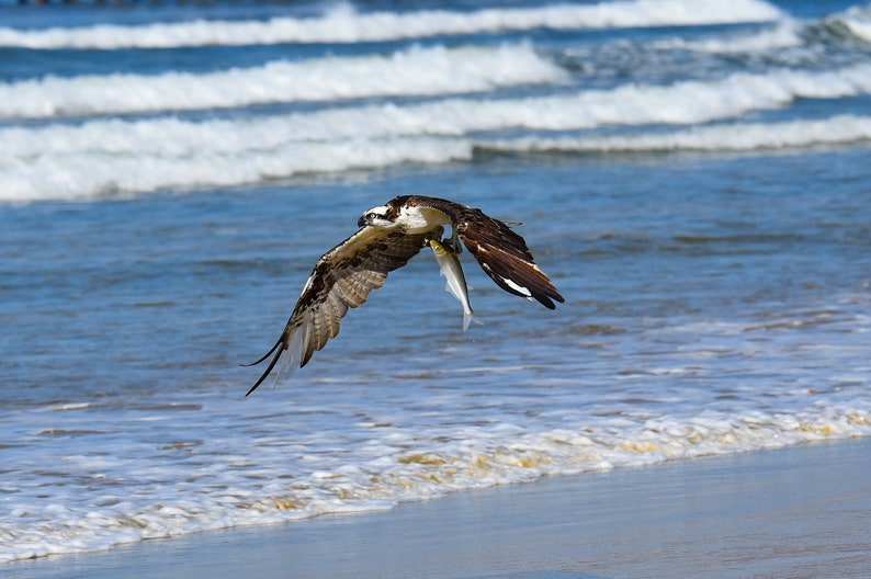 Flying Osprey Photo, California Wildlife Photo, Osprey in Flight With ...