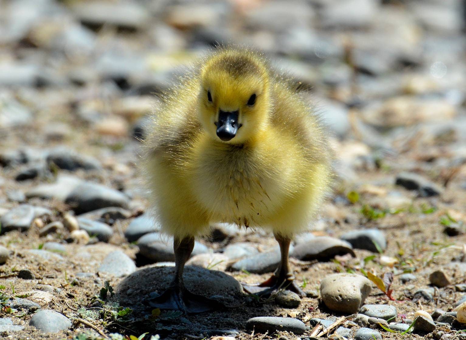 Digital Download Baby Duck Printable Nursery Art, Animal Art Nursery ...