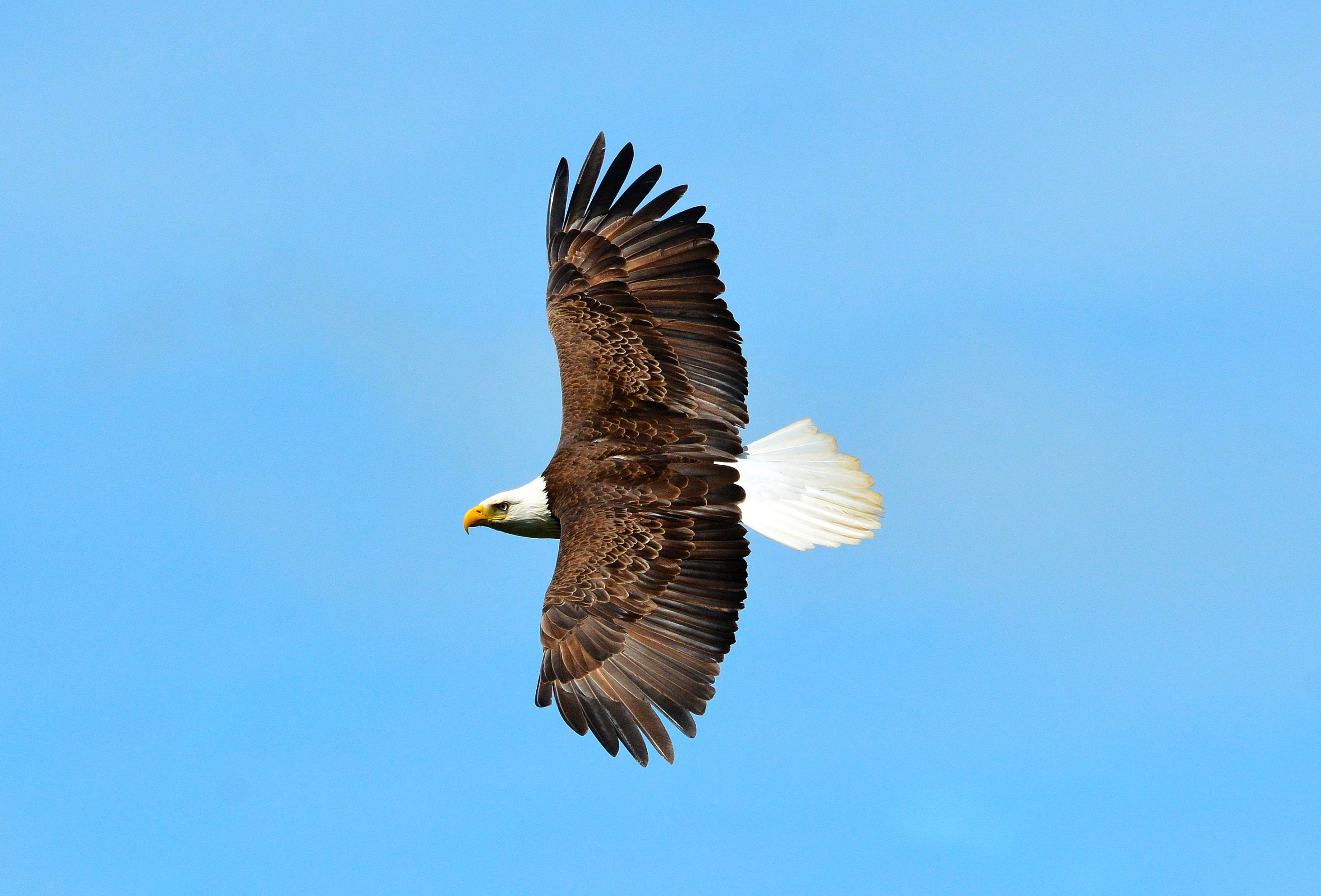 Digital Download Prints, Bald Eagle, Eagle Print, Bird of Prey, Animal ...