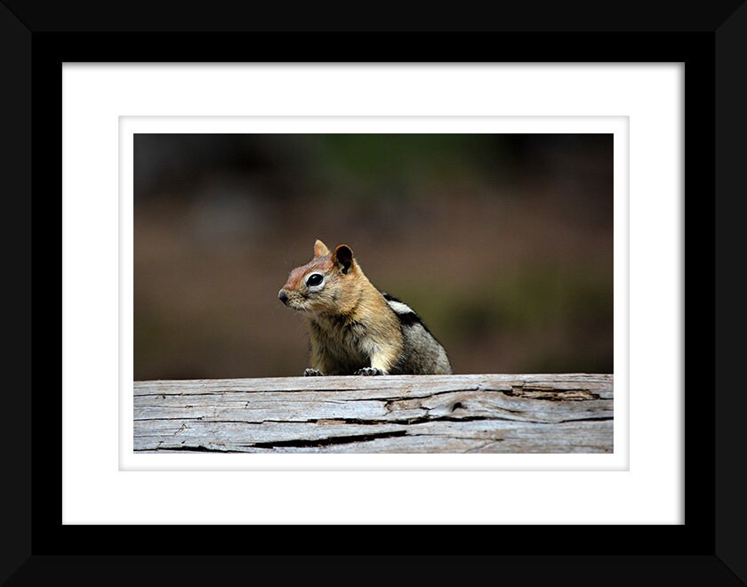 Instant Download Chipmunk Wall Art, Animal Wall Art, Nature Photography ...