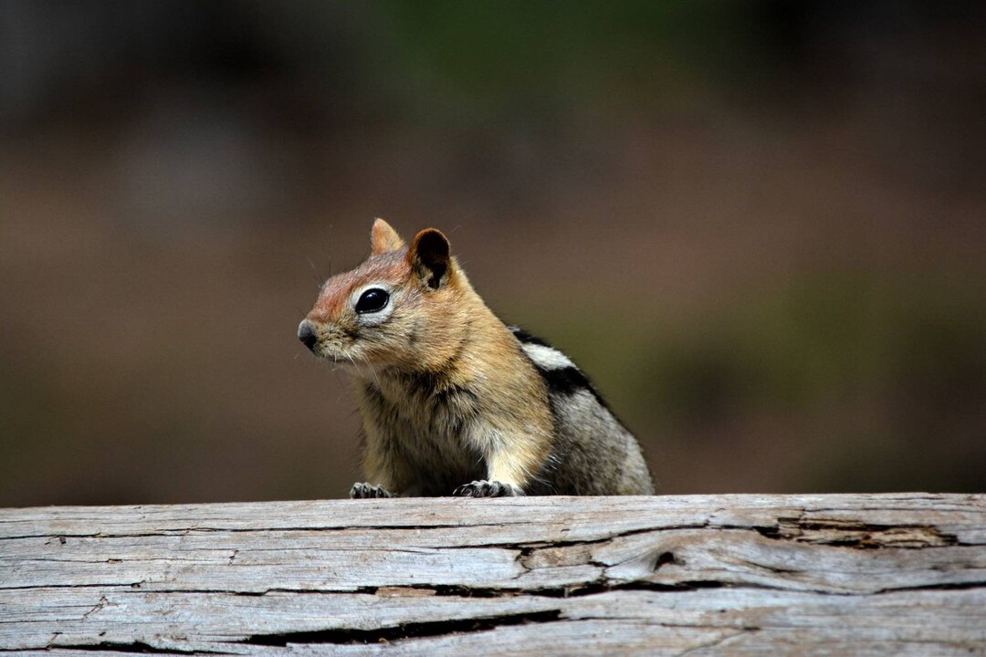 Instant Download Chipmunk Wall Art, Animal Wall Art, Nature Photography ...
