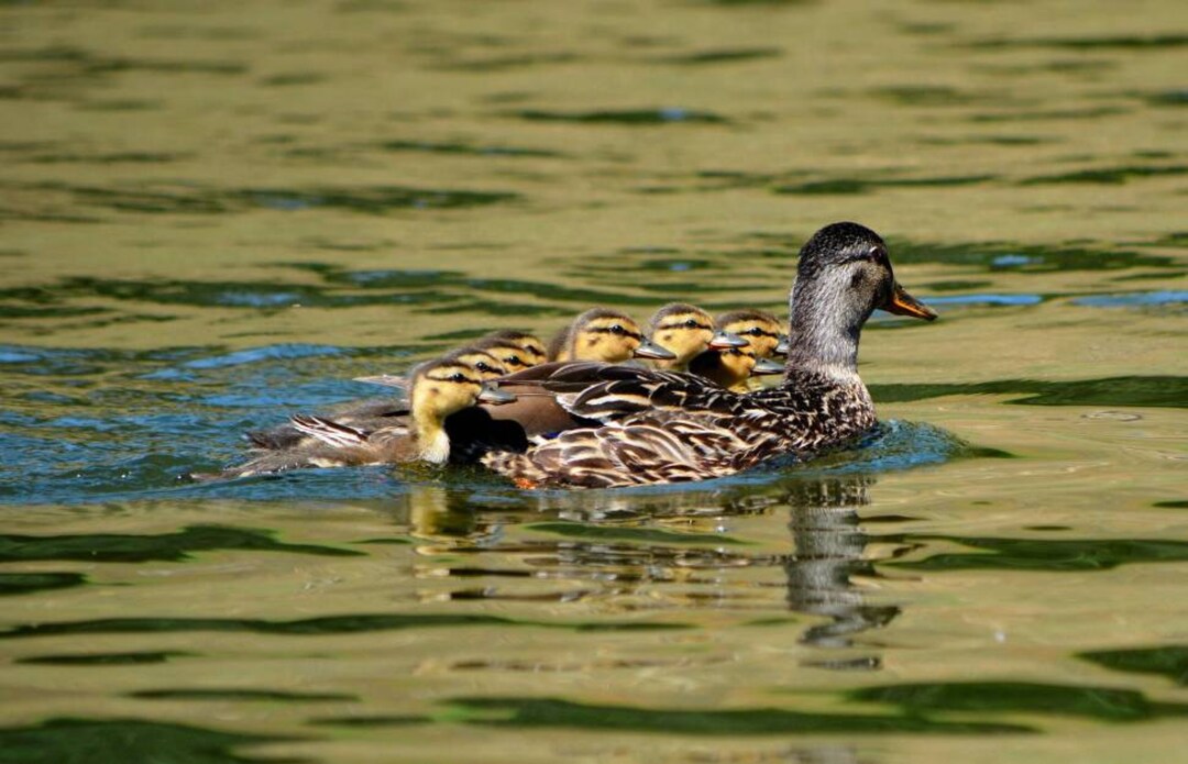 Instant Download Mamma Duck and Babies, Nature Wall Art, Duck ...