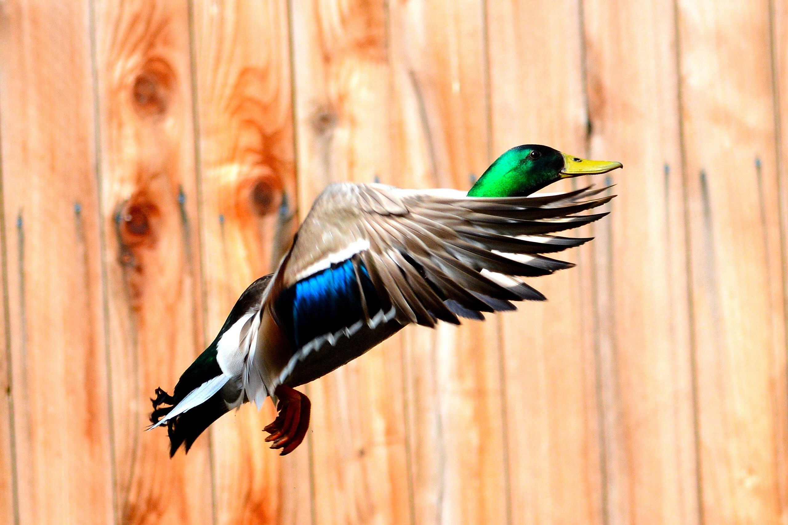 Instant Download Mallard Duck in Flight, Duck Photos, Duck Wall Art ...