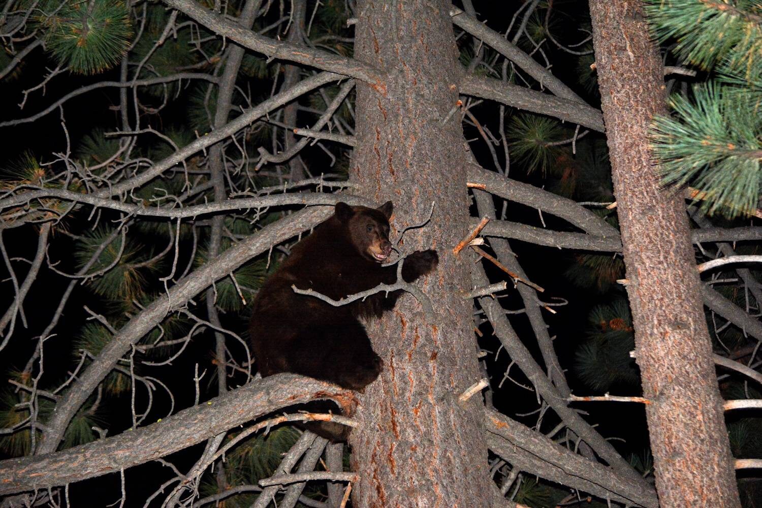 Instant Download Bear Wall Art, Bear Art, Lake Tahoe, Bear Printable ...