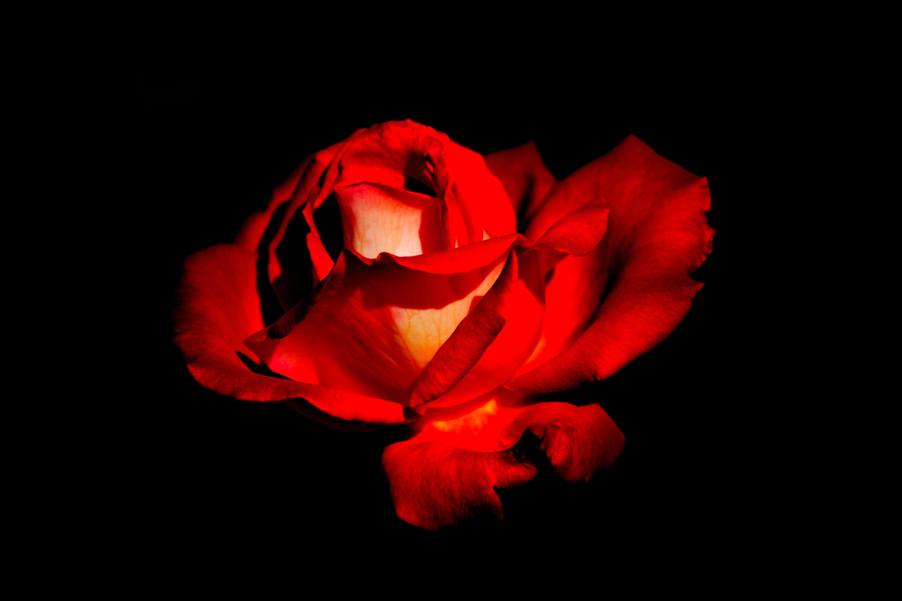 Instant Download Beautiful Red Rose Wall Art, Red Rose Wall Decor ...