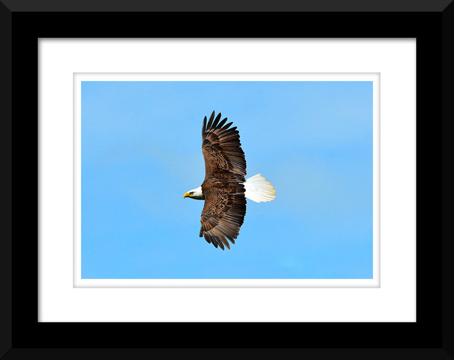 Digital Download Prints, Bald Eagle, Eagle Print, Bird of Prey, Animal ...