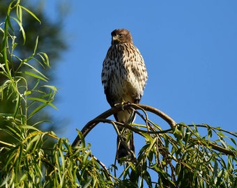 Ring Tailed Hawk - Etsy