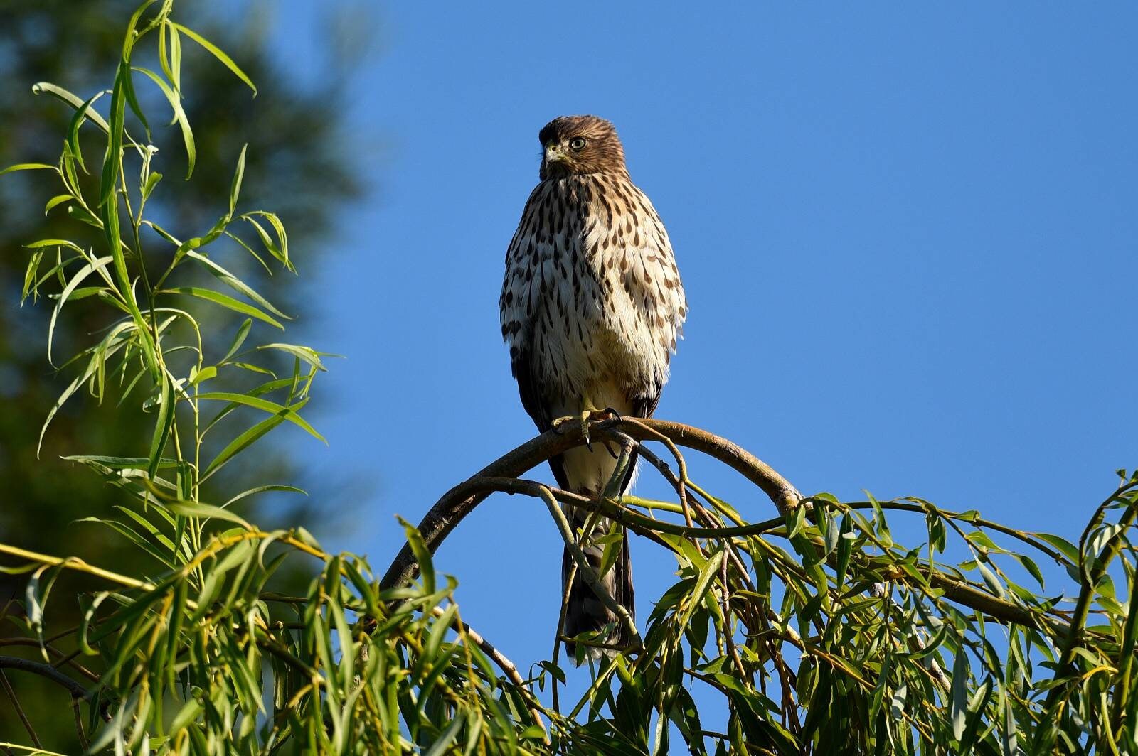 Digital Download Hawk Photo Raptor Photography Bird in - Etsy