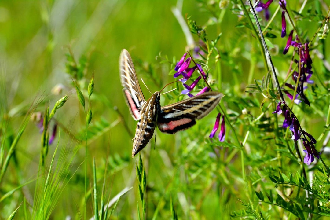 Hummingbird Moth Photograph, Nature Photograph, Butterfly, Garden ...