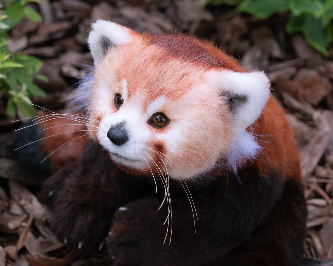 FOR ORDER. Red Panda. Stuffed Animals. Realistic Plushies Toy | Etsy