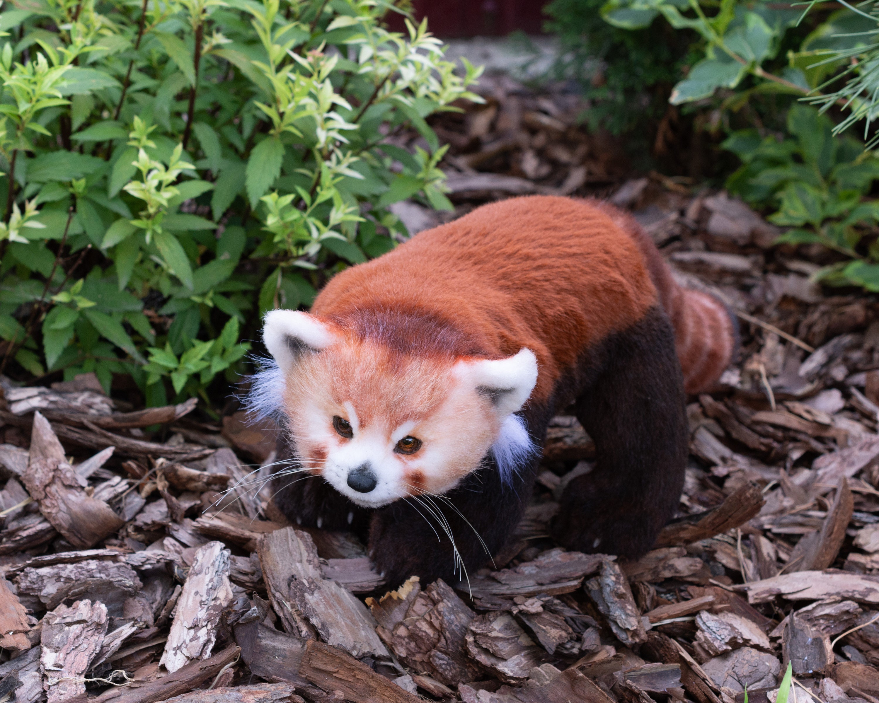 FOR ORDER. Red Panda. Stuffed Animals. Realistic Plushies Toy | Etsy