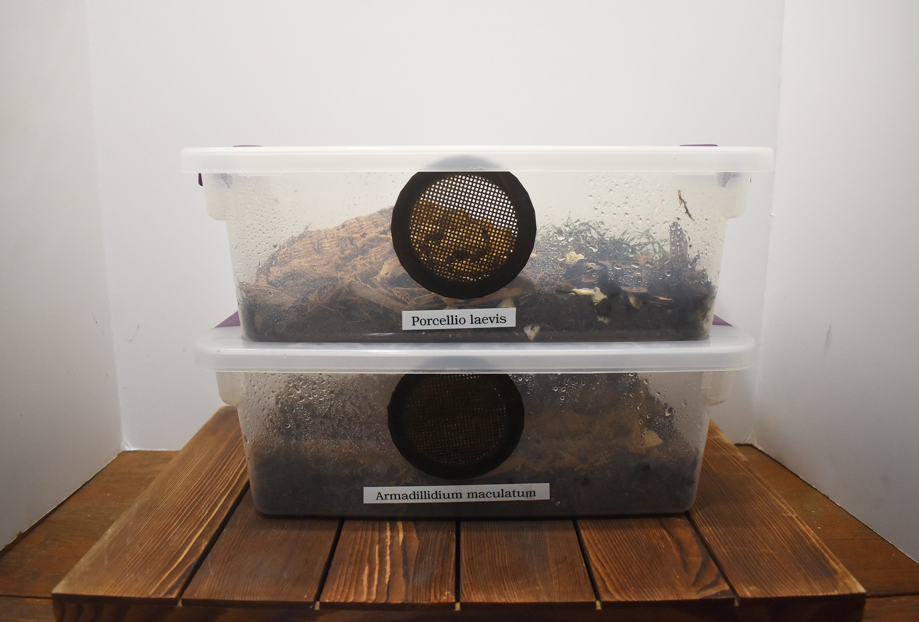 Vented Enclosure Isopod Terrarium Reptile Vivarium Container Multiple ...