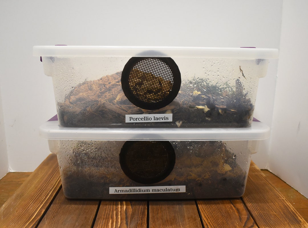 Vented Enclosure Isopod Terrarium Reptile Vivarium Container Multiple ...