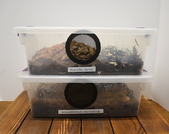 Isopod Enclosure - Etsy