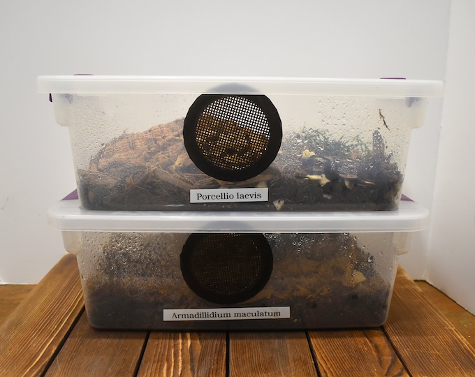 Vented Enclosure Isopod Terrarium Reptile Vivarium Container - Etsy