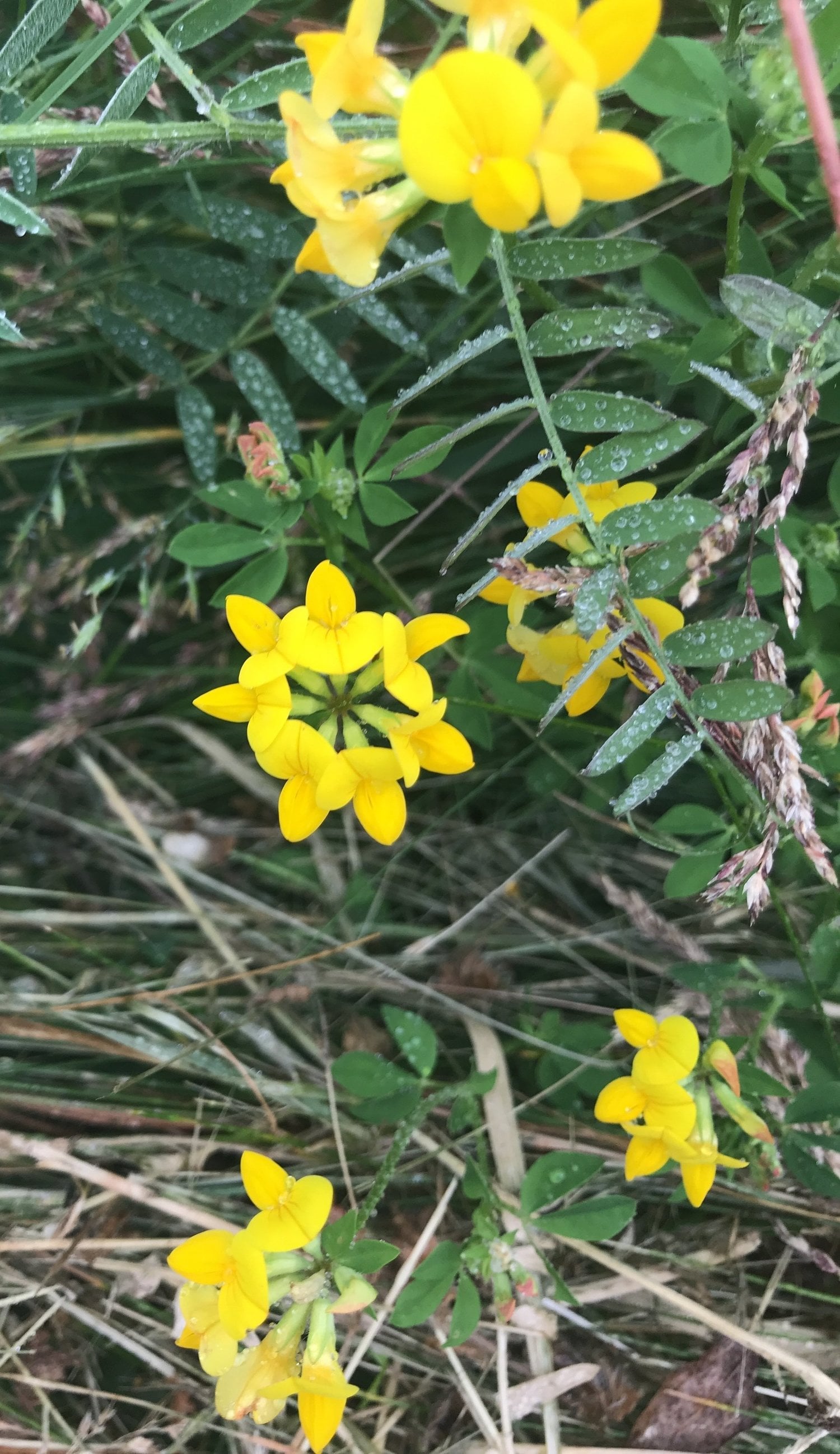 Bird's Foot Trefoil Flower Essence | Flower Essence for Trauma | Flower ...