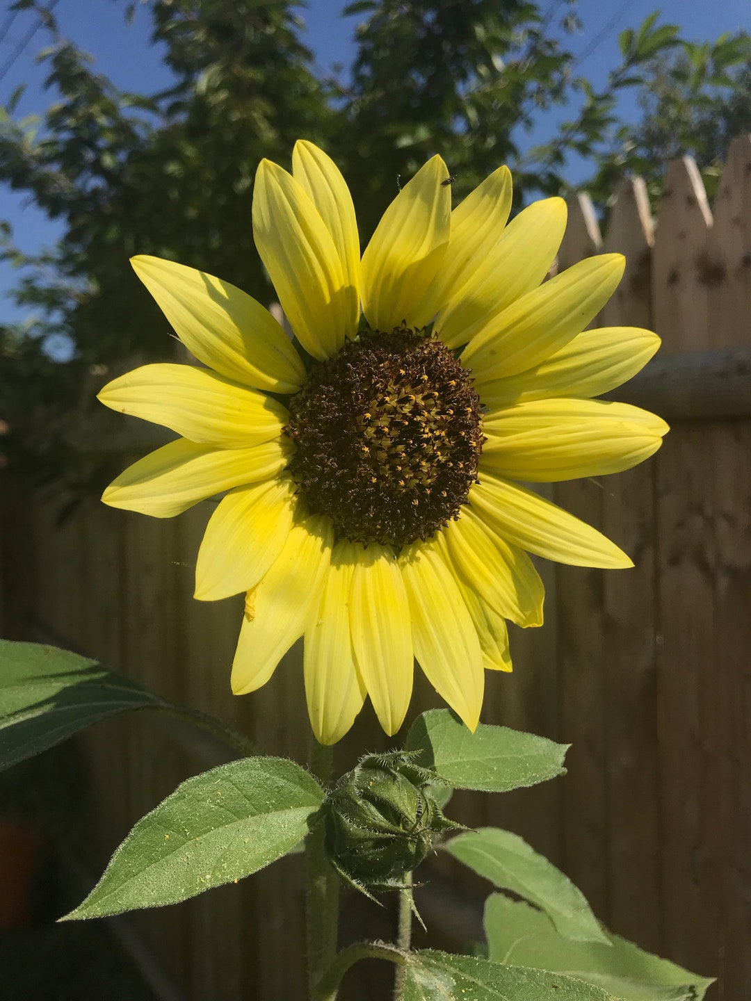 Sunflower Flower Essence | Flower Essence for Grounding | Flower ...