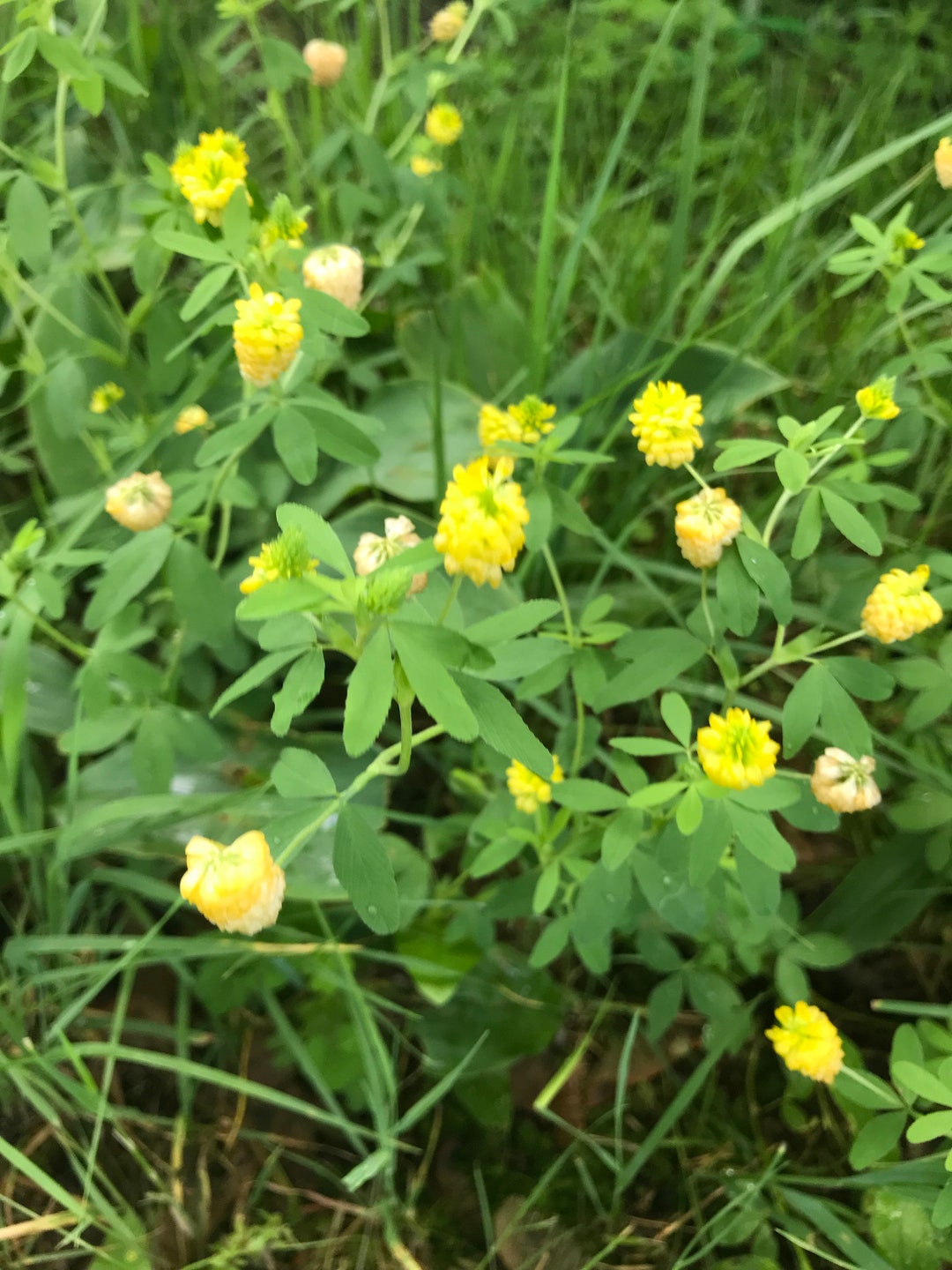 Yellow Hop Clover Flower Essence | Flower Essence for Relationships ...