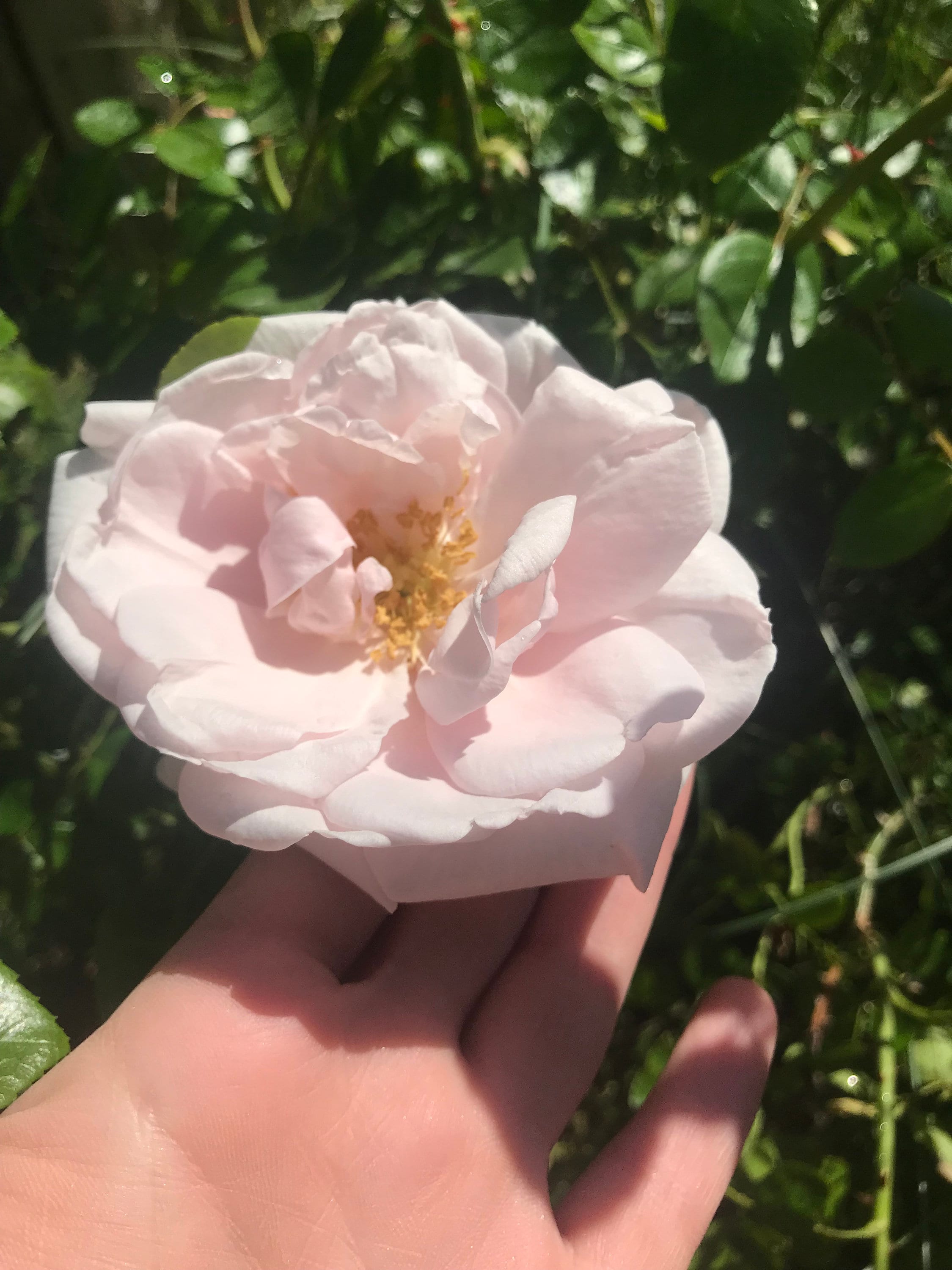 Pink Rose Flower Essence Flower Essence for Fear Flower Essence for ...