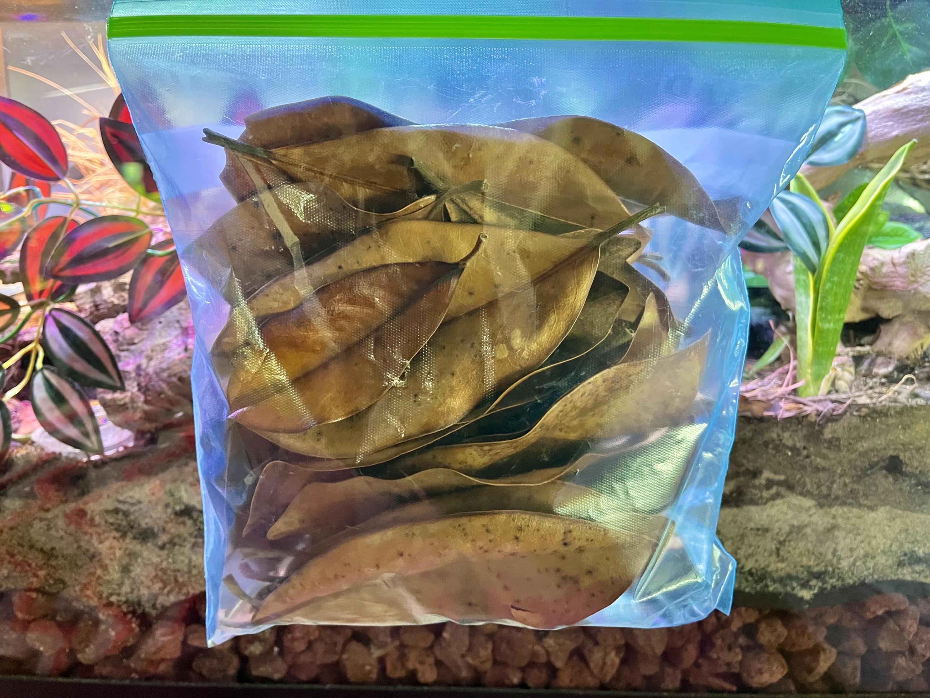 Dried Magnolia Leaves- Leaf Litter for Reptile Tanks (1 Gal Ziploc Bag ...