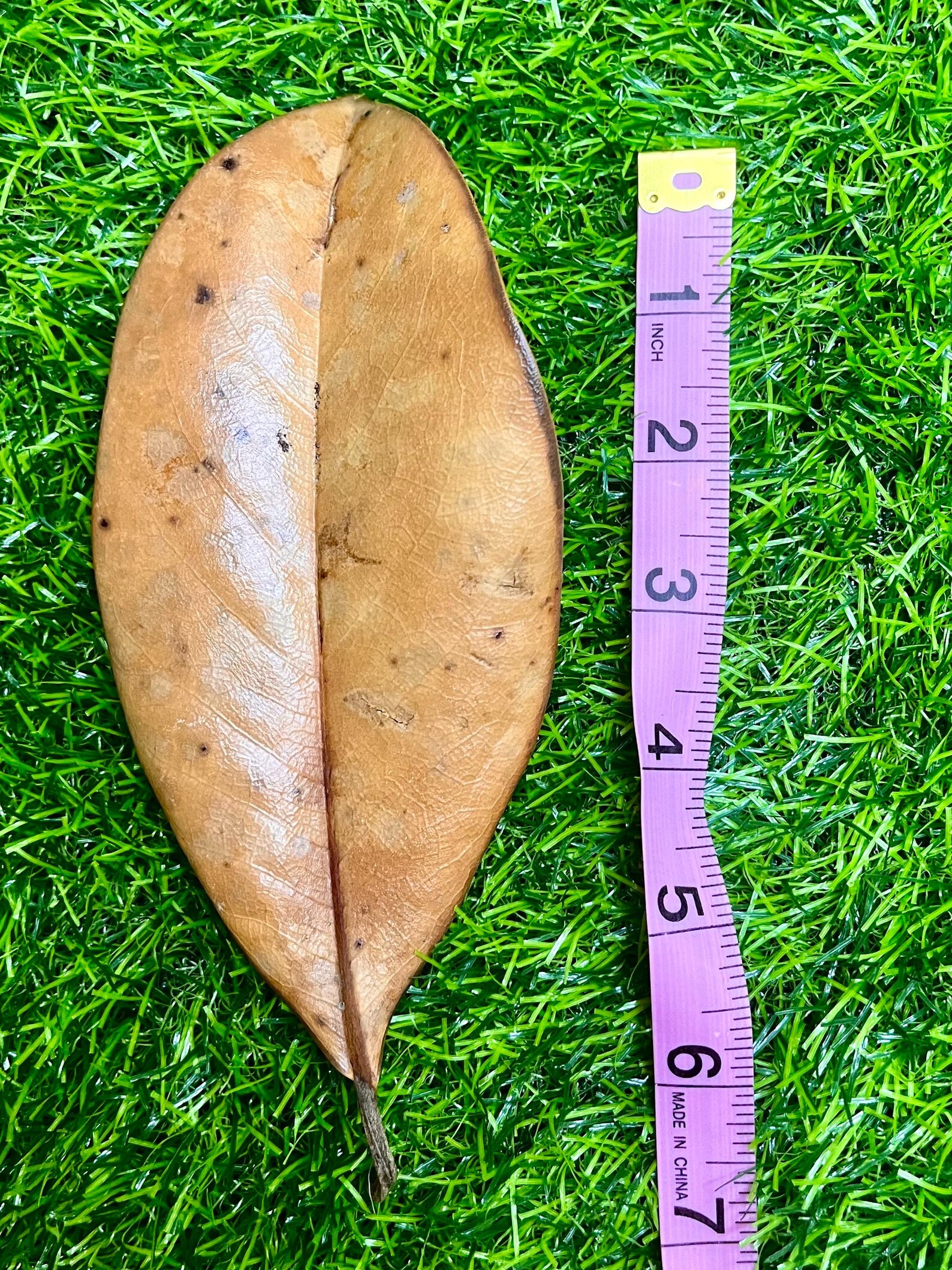 Dried Magnolia Leaves- Leaf Litter for Reptile Tanks (1 Gal Ziploc Bag ...