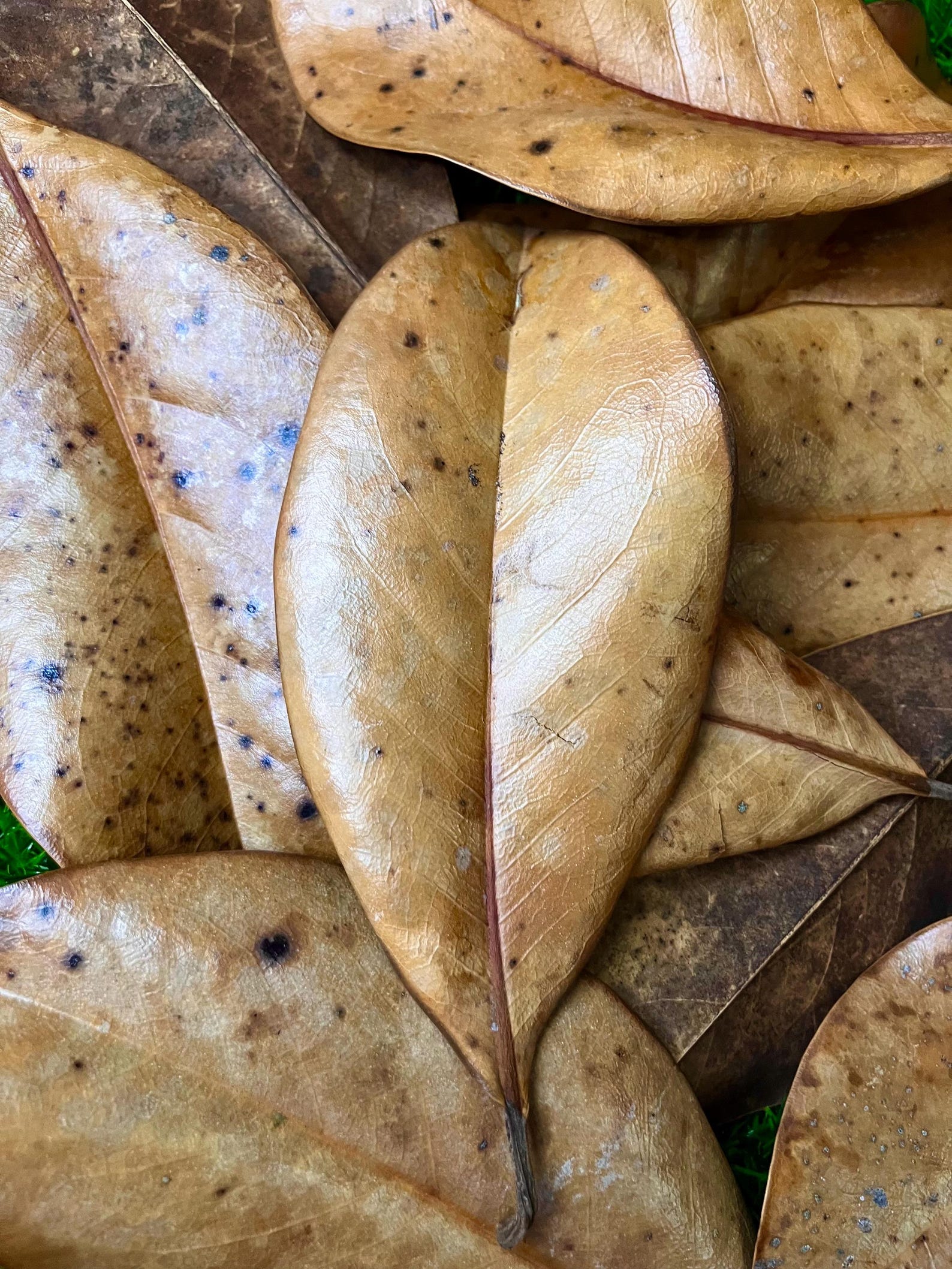 Dried Magnolia Leaves- Leaf Litter for Reptile Tanks (1 Gal Ziploc Bag ...