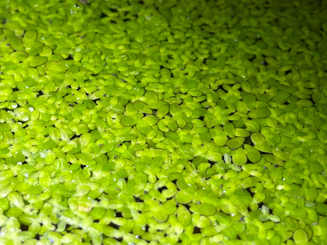 Live Duckweed 1 Oz - Aquatic Floating Plant, Goldfish, Koi, Turtle Food ...