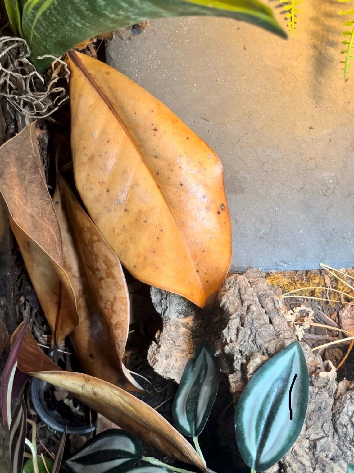 Dried Magnolia Leaves- Leaf Litter for Reptile Tanks (1 Gal Ziploc Bag ...