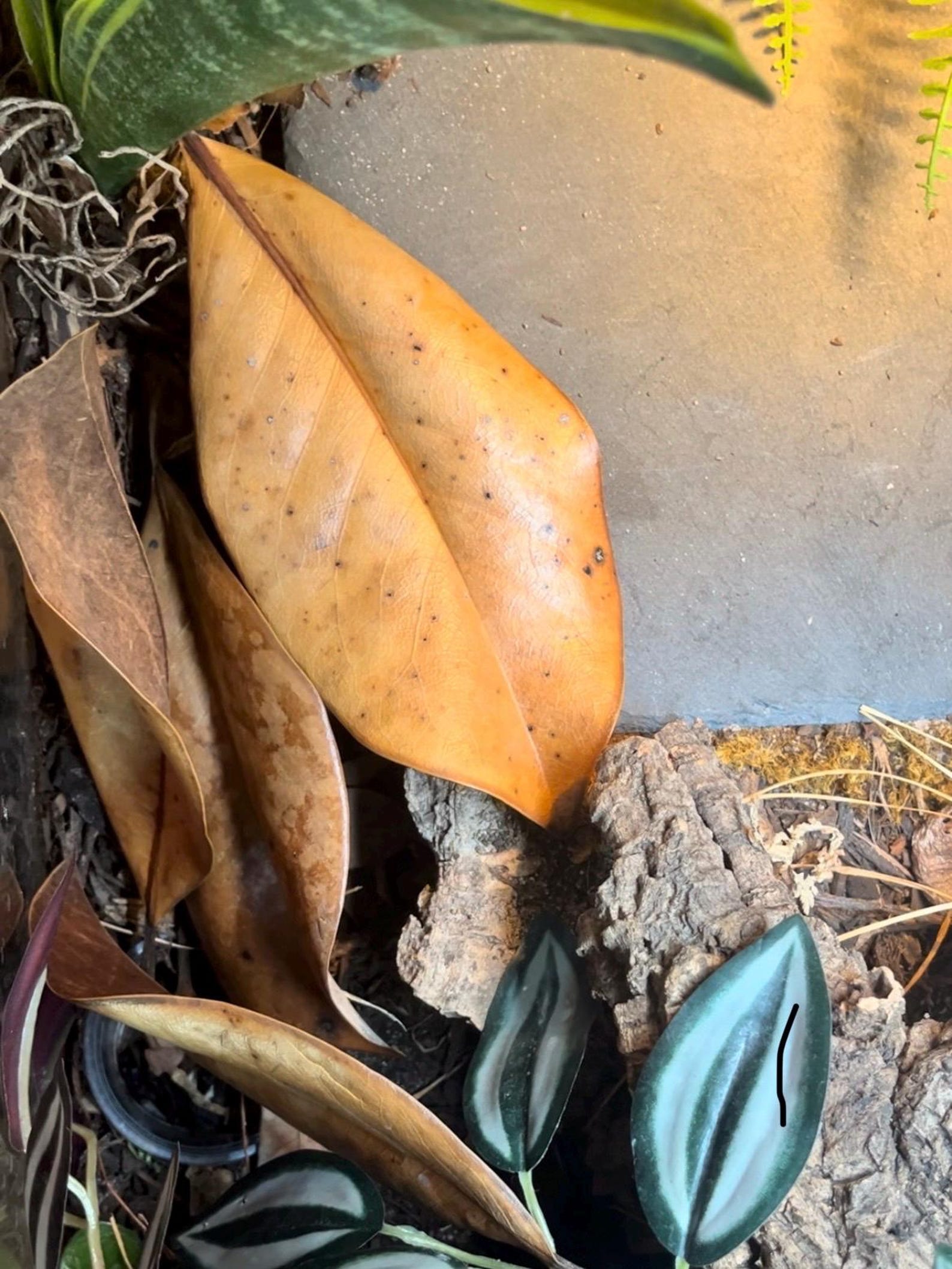 Dried Magnolia Leaves- Leaf Litter for Reptile Tanks (1 Gal Ziploc Bag ...