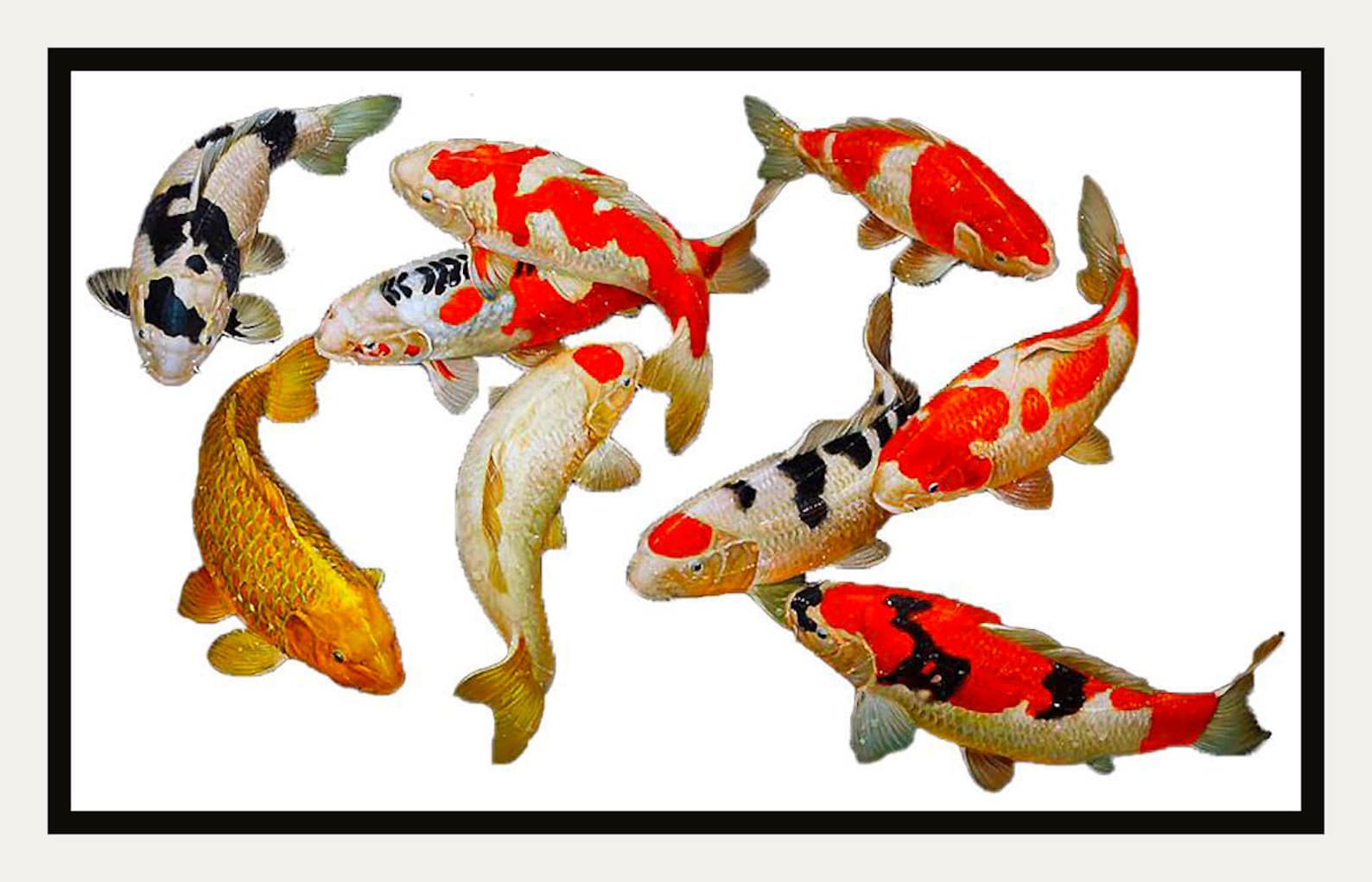 9 Lucky Koi Cross Stitch Pattern: Japanese Fish (digital Download) - Etsy