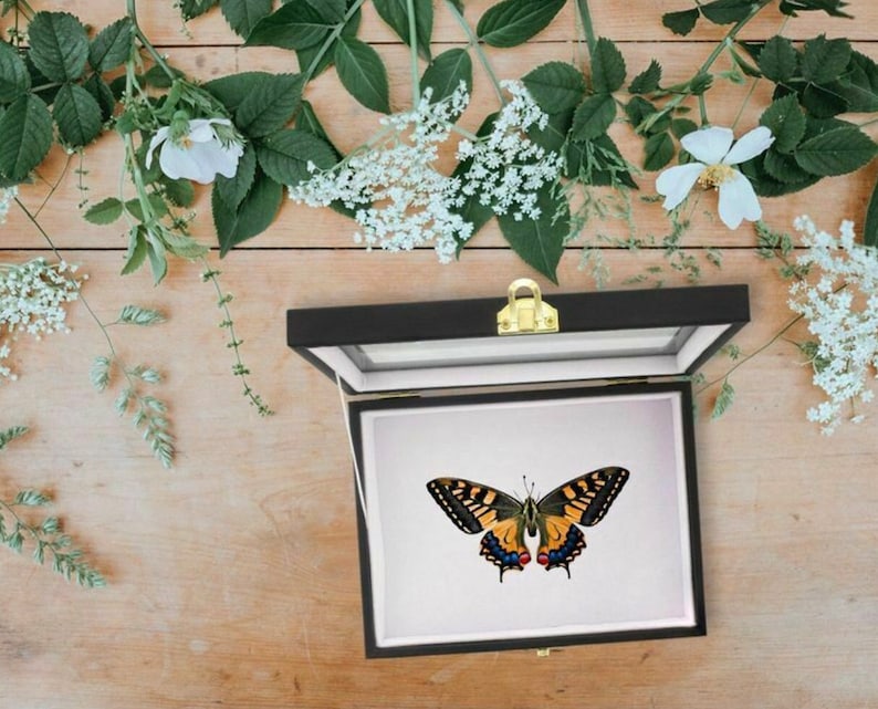 Insect Display Case Bug Display Box With Glass Window and Secure Riker ...