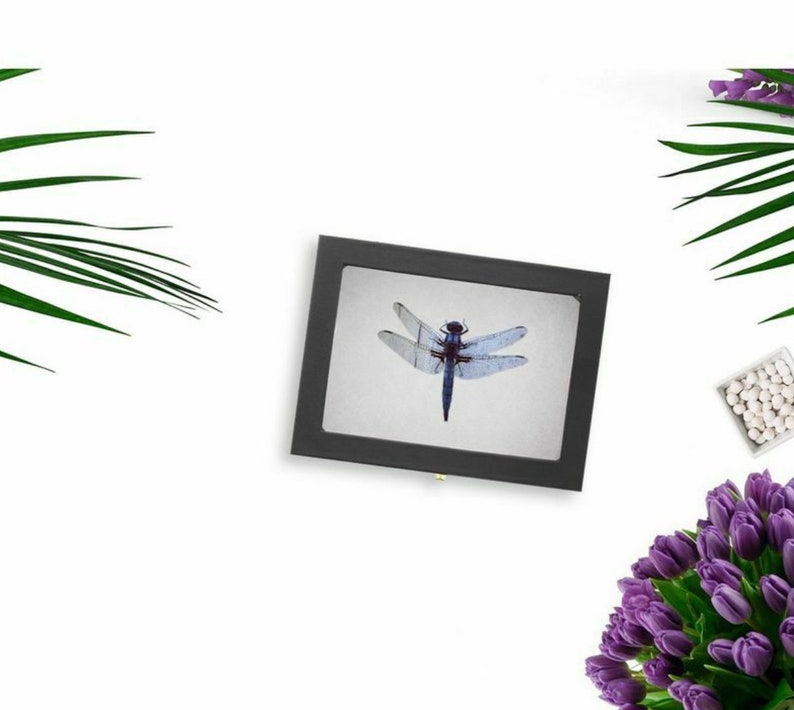 Insect Display Case Bug Display Box With Glass Window and Secure Riker ...