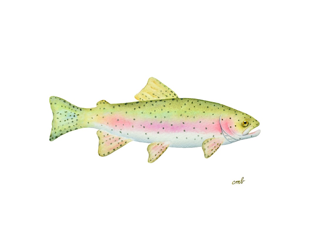 Rainbow Trout Art | Fish Watercolor, Trout Print, Fish Illustration ...
