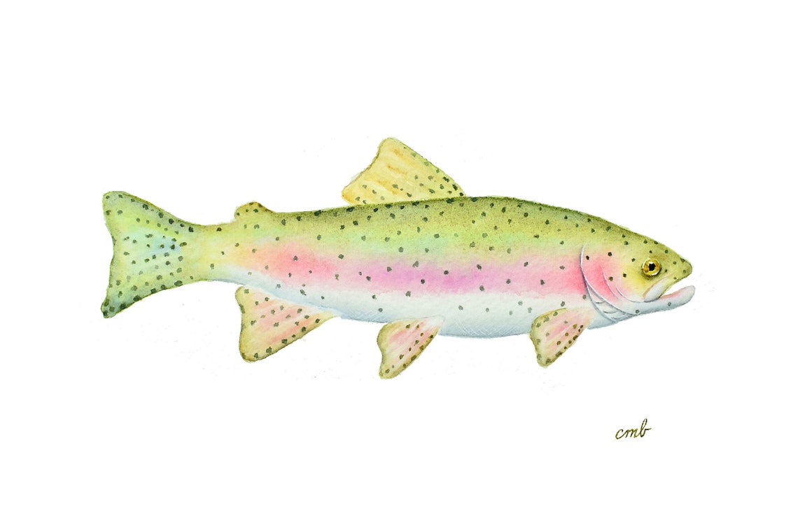 Rainbow Trout Art Fish Watercolor Trout Print Fish - Etsy