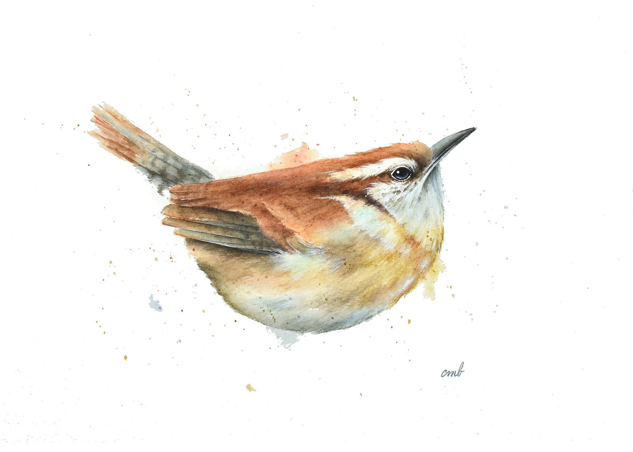 Watercolor Wren Watercolor by Christy Barber Wren Giclee Print Wren ...